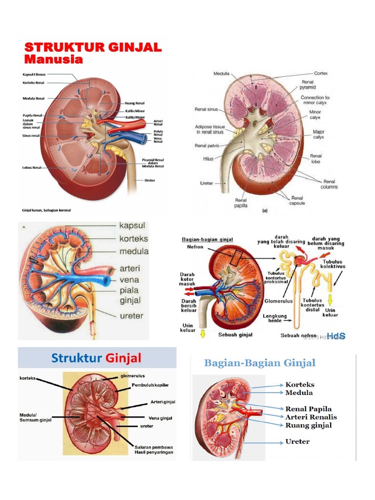 Nama Bagian Bagian Ginjal | PDF