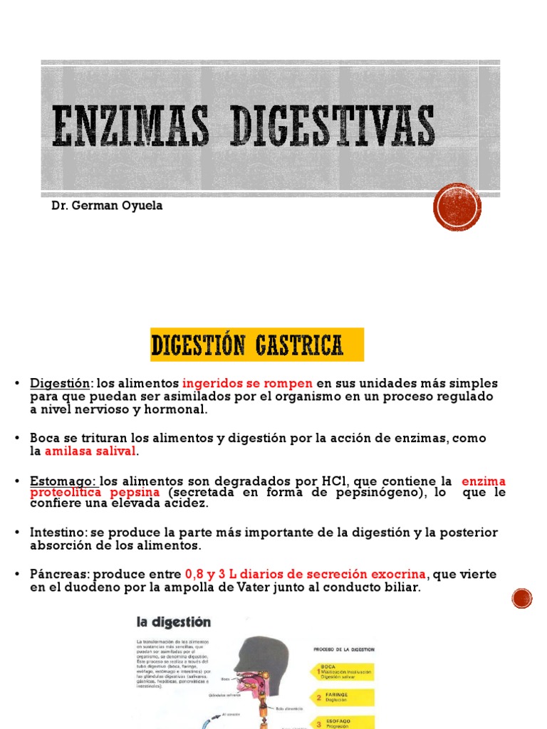 9 - Enzimas Digestivas | PDF | Digestión | Especialidades Medicas