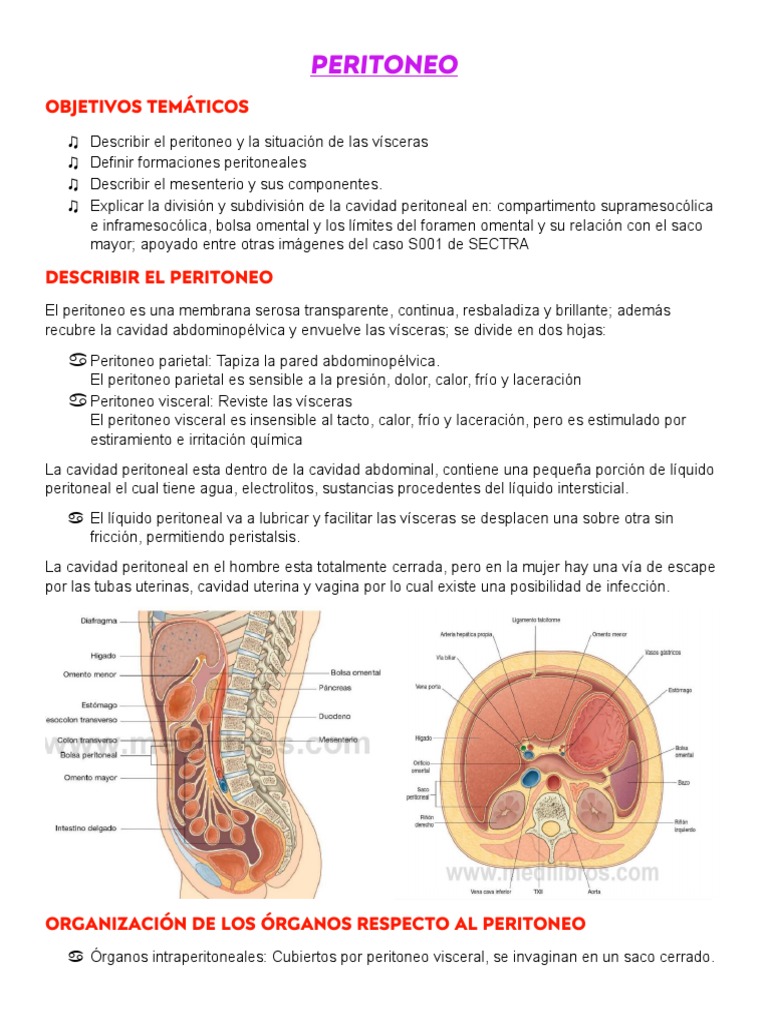 Peritoneo | PDF | Peritoneo | Estómago