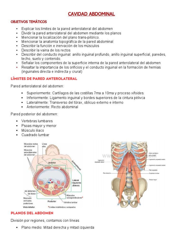 Abdomen y Conducto Inguinal | PDF | Abdomen | Anatomía