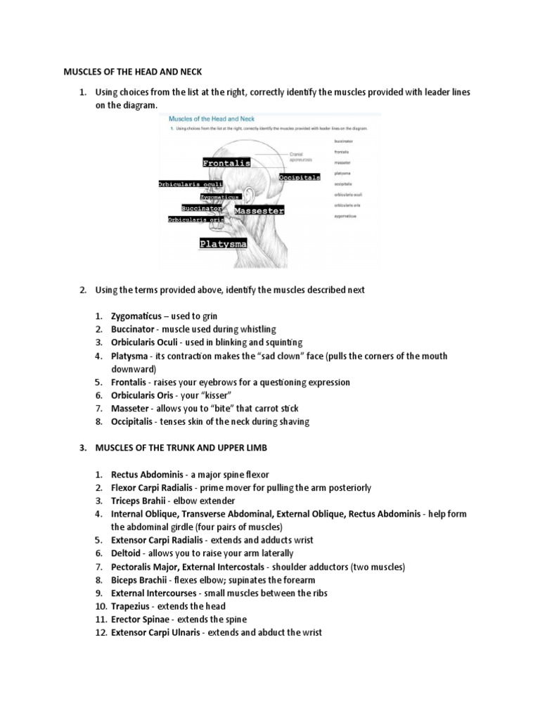 MODULE 12 Gross Anatomy of The Muscular System | PDF | Foot ...