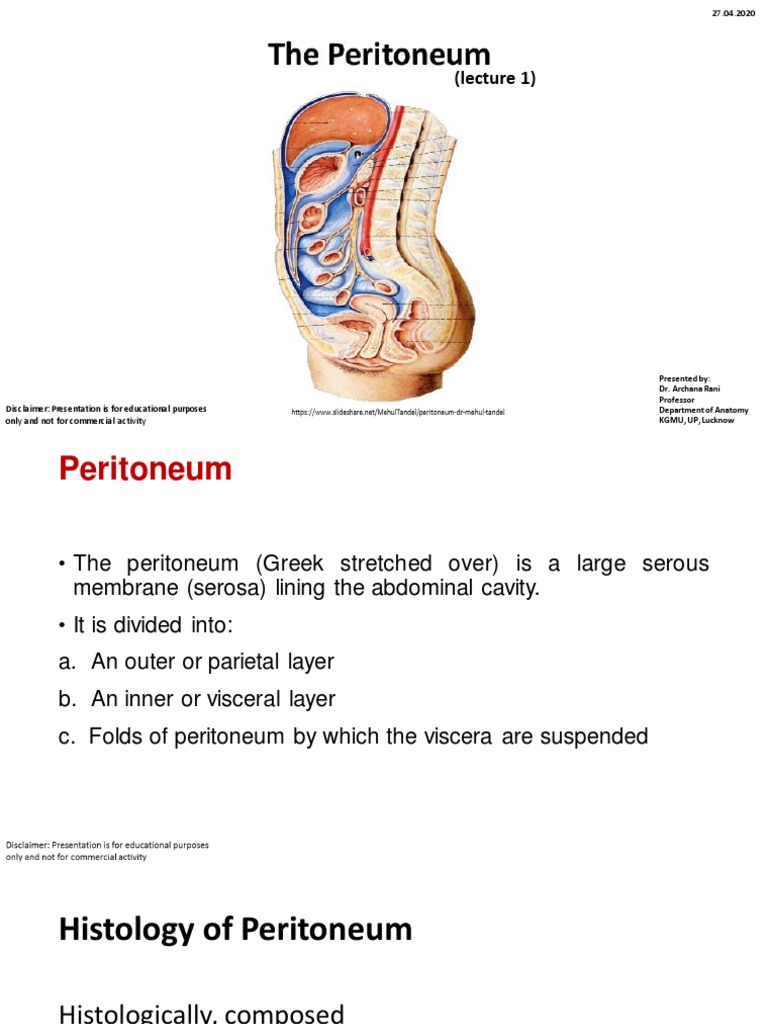 Peritoneum Anatomy