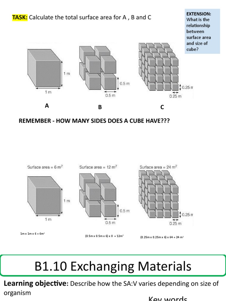 Adaptations of Exchange Surfaces | PDF | Diffusion | Cell Membrane