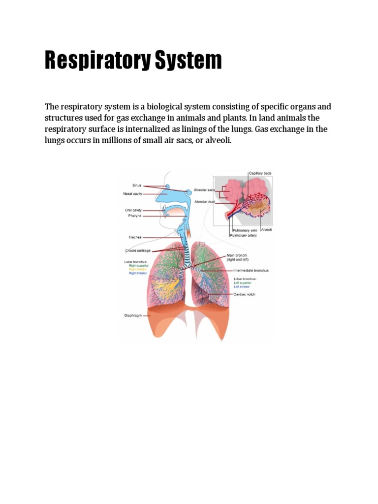 Respiratory System | PDF | Respiratory Tract | Lung