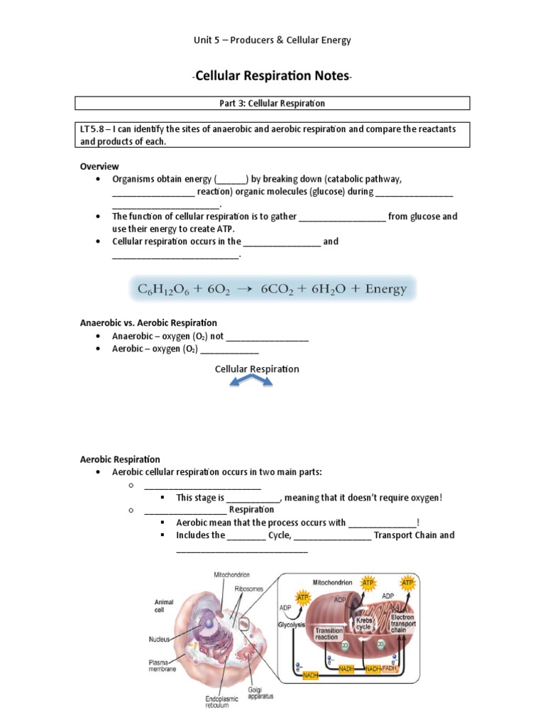 Cellular Respiration Guided Notes | PDF