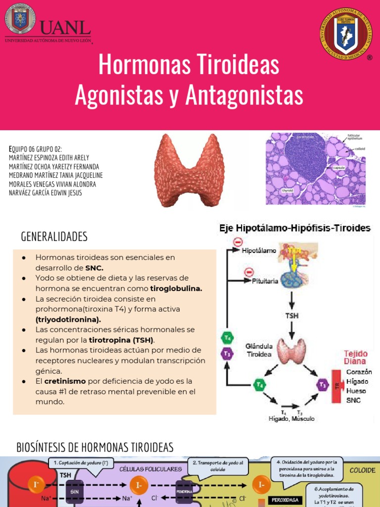 Hormonas Tiroideas | PDF | Tiroides | Hormona estimulante de la tiroides