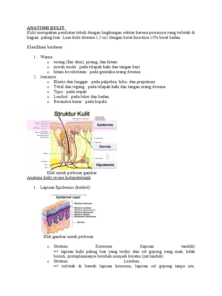 Anatomi Kulit | PDF