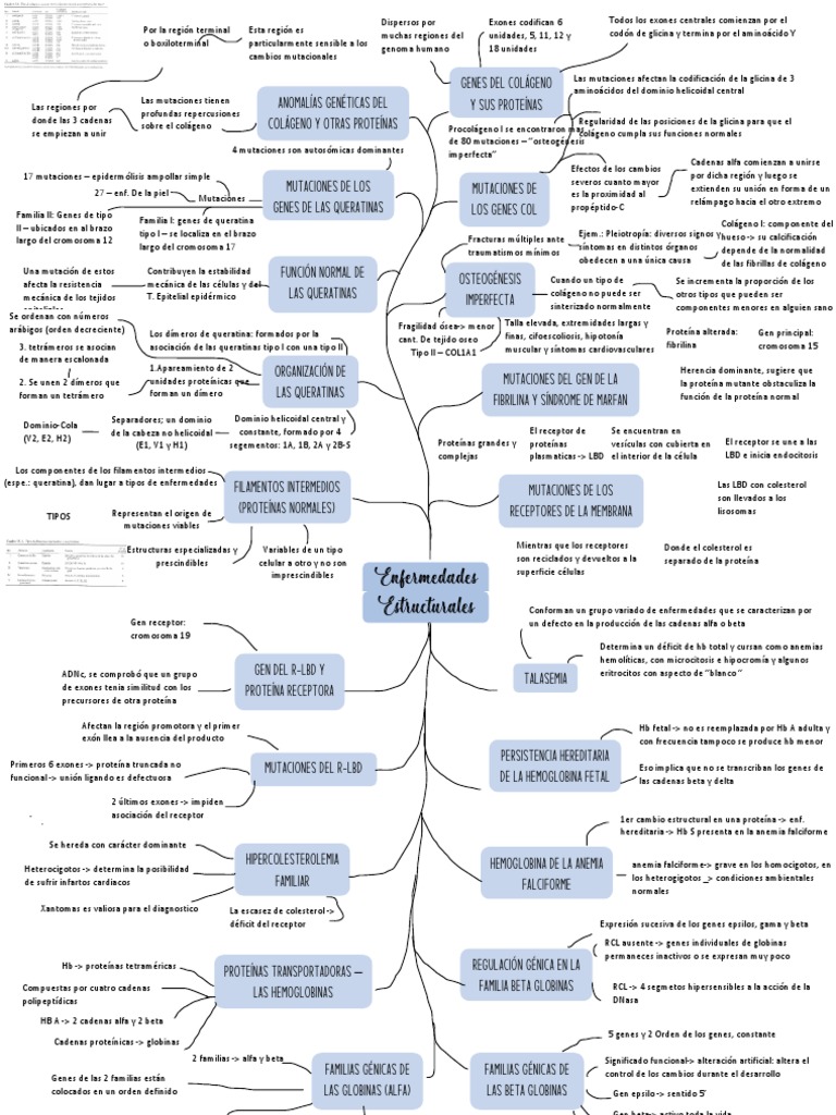 mapa mental 12 y 13 | PDF | Mutación | Gene