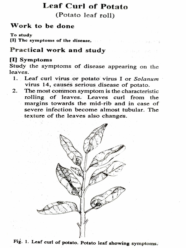 Leaf Curl of Potato | PDF | Wellness | Science & Mathematics