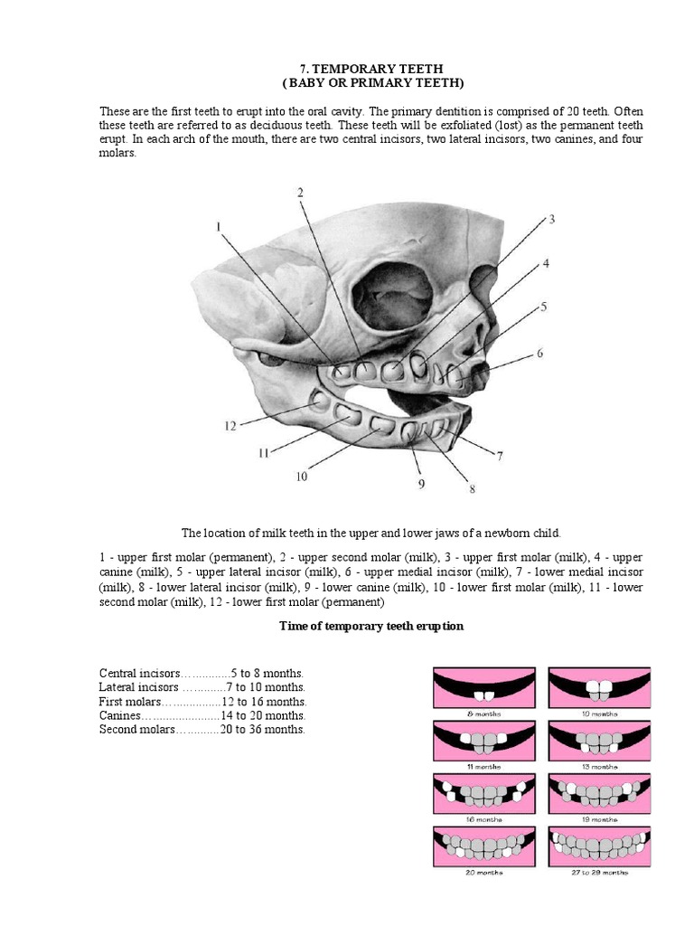 Development of Occlusion | PDF | Dental Anatomy | Tooth