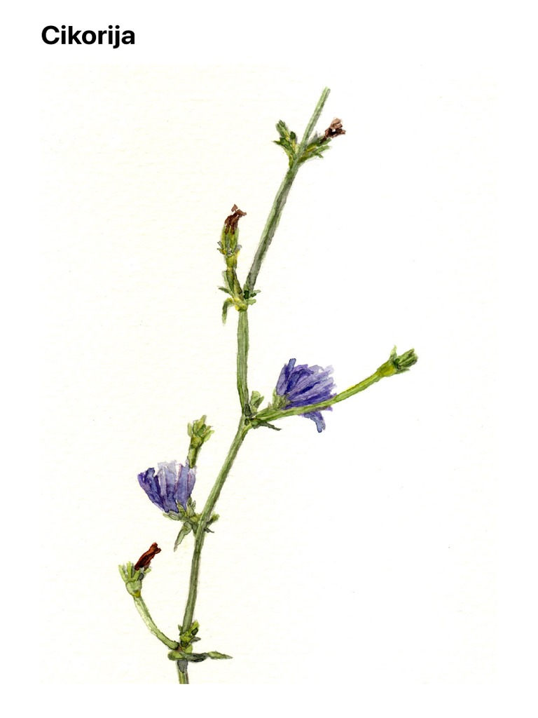 Cikorija | PDF