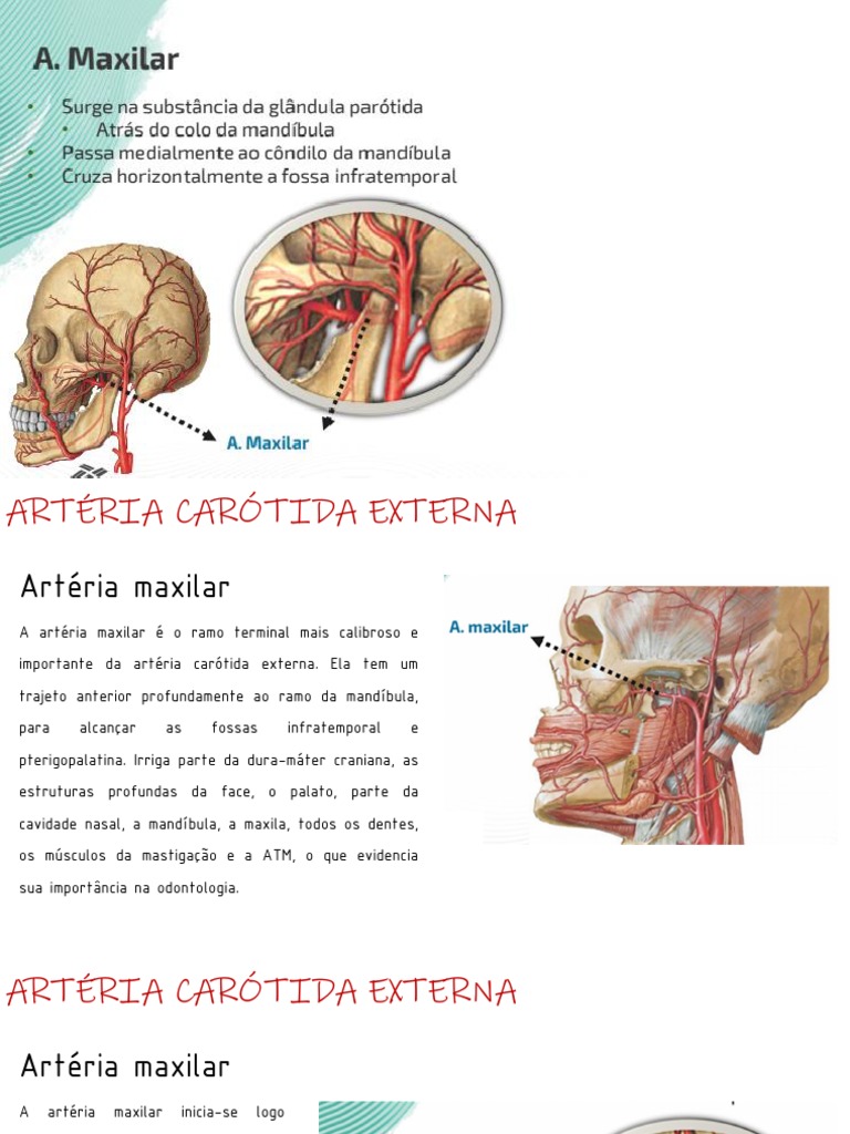 ARTÉRIA MAXILAR | PDF | Anatomia humana | Cabeça e pescoço humano