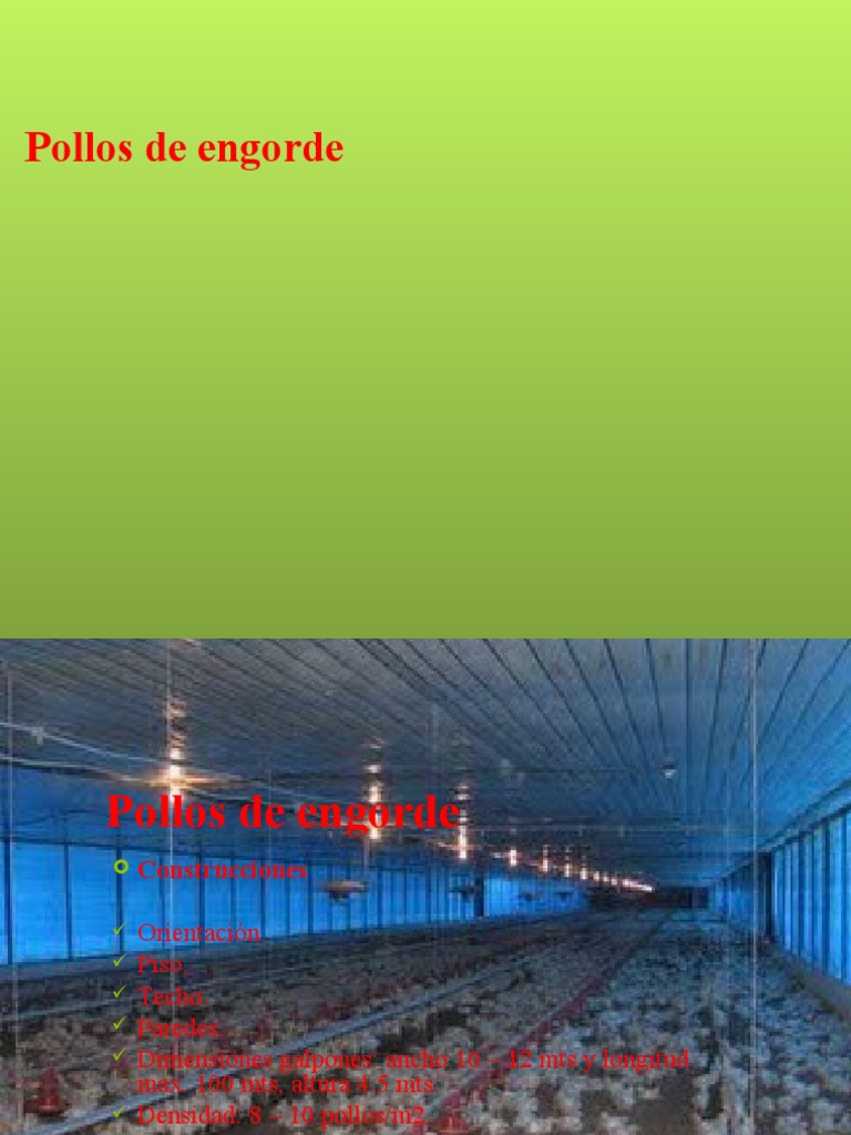 Pollos de Engorde | PDF | Ciencias de la Salud
