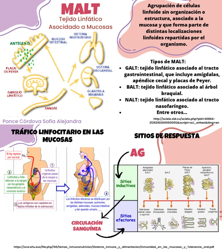 MALT, Ponce Córdova | PDF