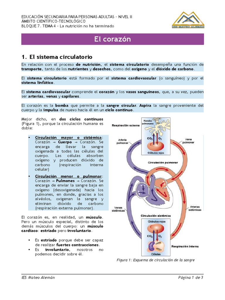 El Corazon | PDF | Ventrículo (corazón) | Sistema circulatorio