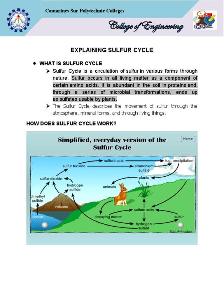 Explaining Sulfur Cycle | PDF | Sulfur | Decomposition