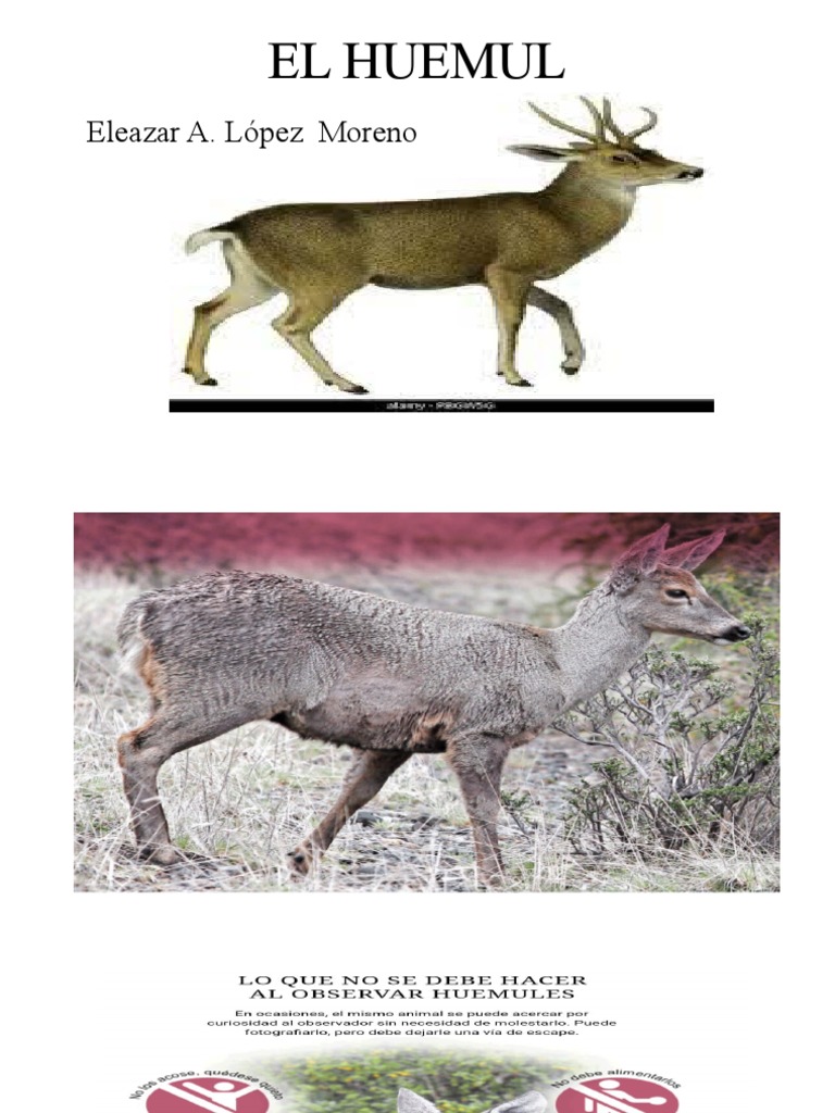 EL HUEMUL - PPTX Eleazar Lopez | PDF