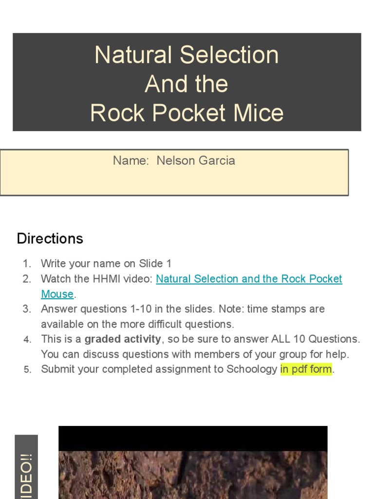 Rock Pocket Mouse H | Download Free PDF | Mouse | Evolution