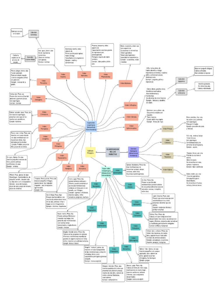 Mapa Conceptual | PDF | Insectos | Mosca