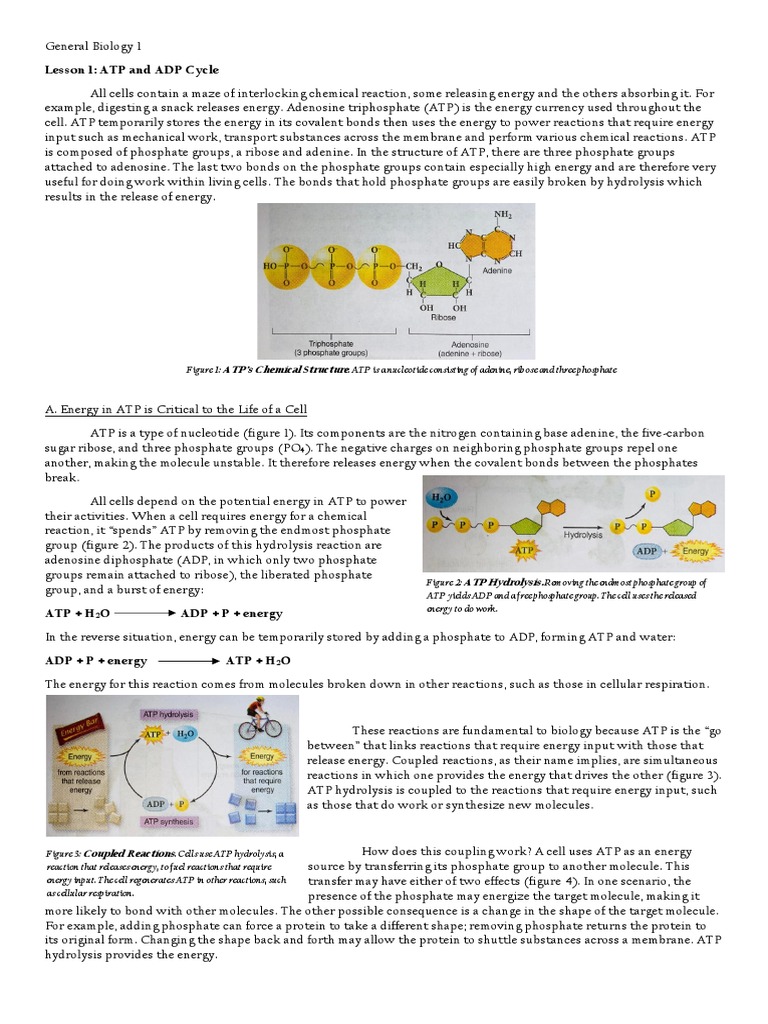 GenBio 1 Lesson 1 ATP and ADP Cycle | PDF | Adenosine Triphosphate | Adenosine Diphosphate