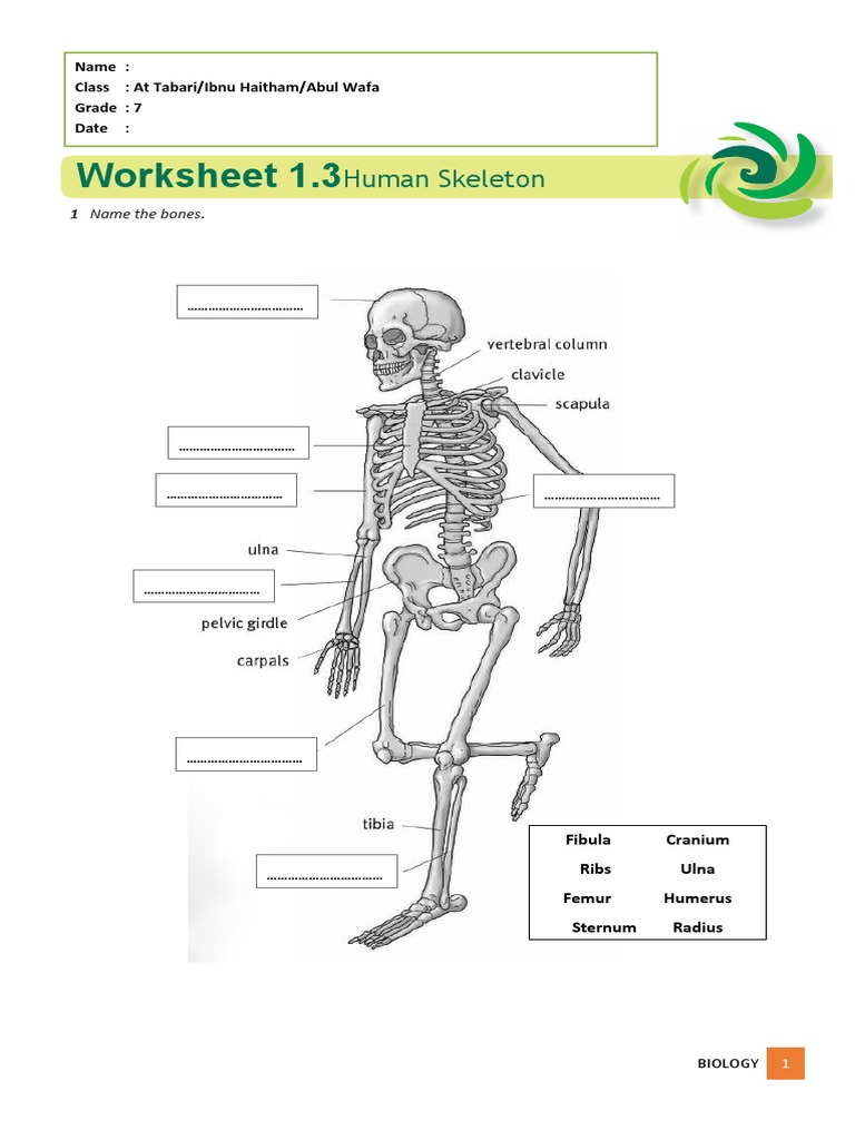Human Skeleton Worksheet for Grade 7 | PDF