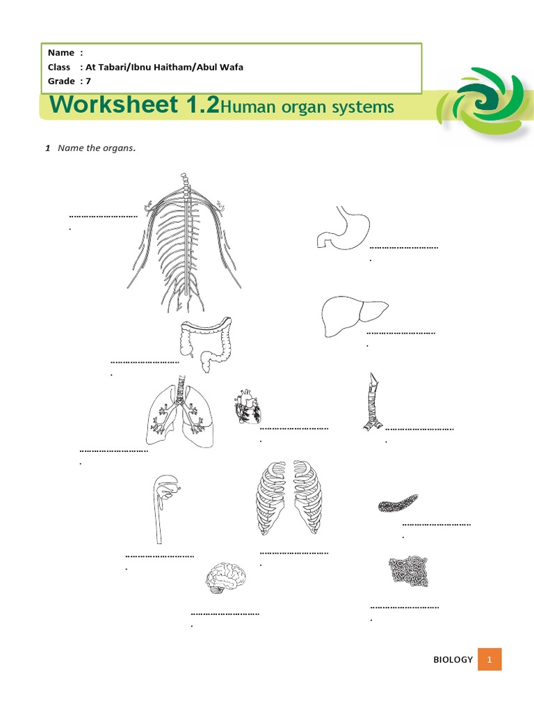 Grade 7 Biology: Organ Systems Worksheet | PDF