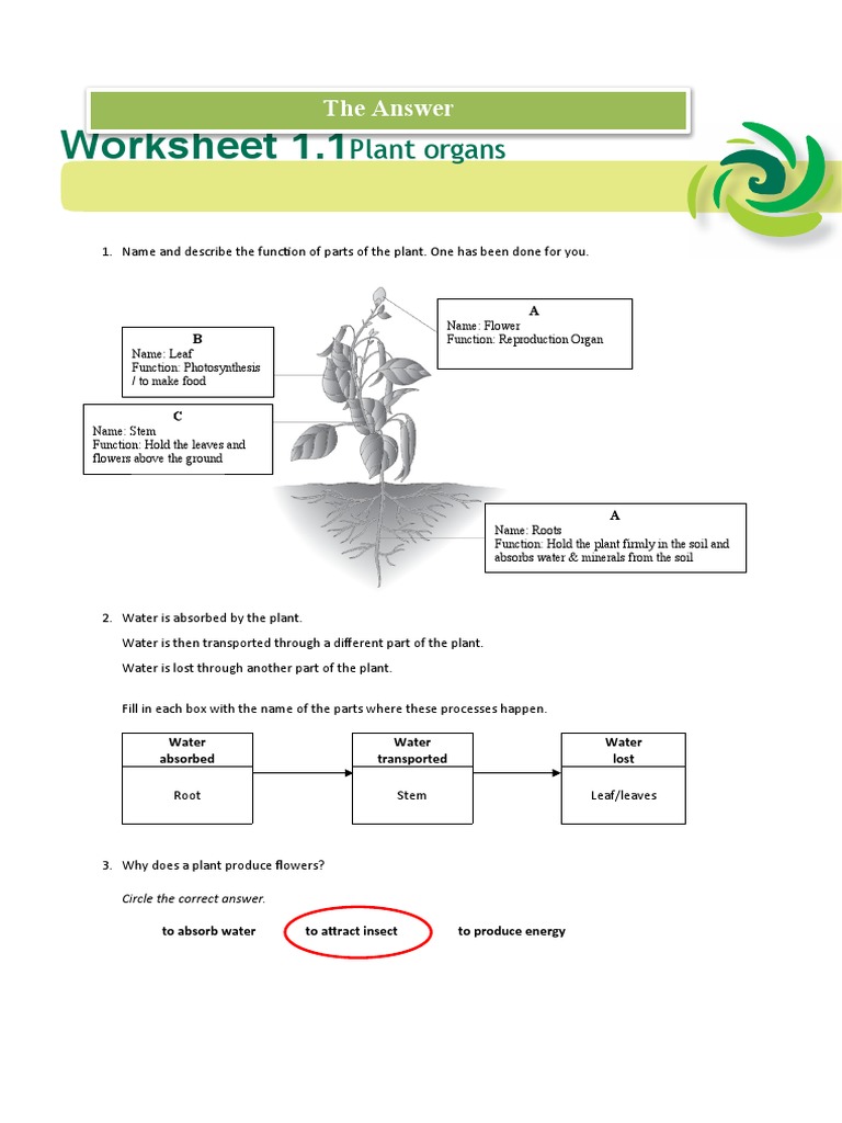 Plant Parts and Functions Worksheet | PDF