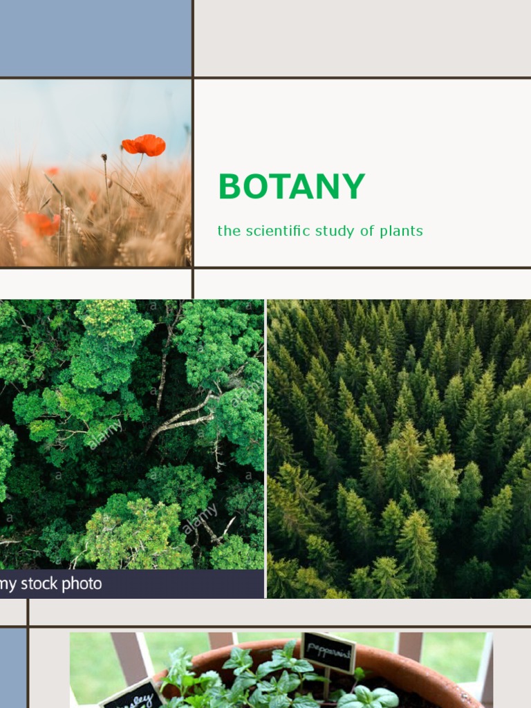 Plants | PDF