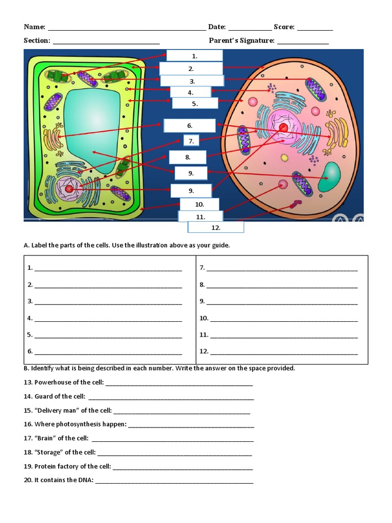 Quiz Animal and Plant Cell | PDF