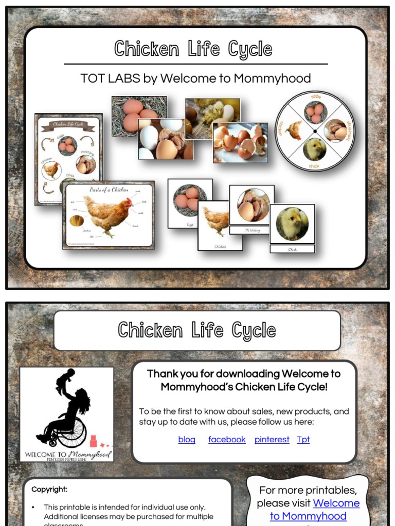 Chicken Life Cycle Printables WTM | PDF