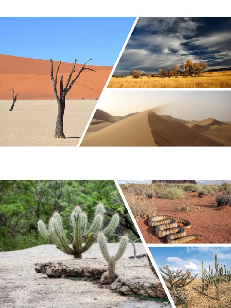 Clima Templado, Arido, Semiarido y Tropical | PDF