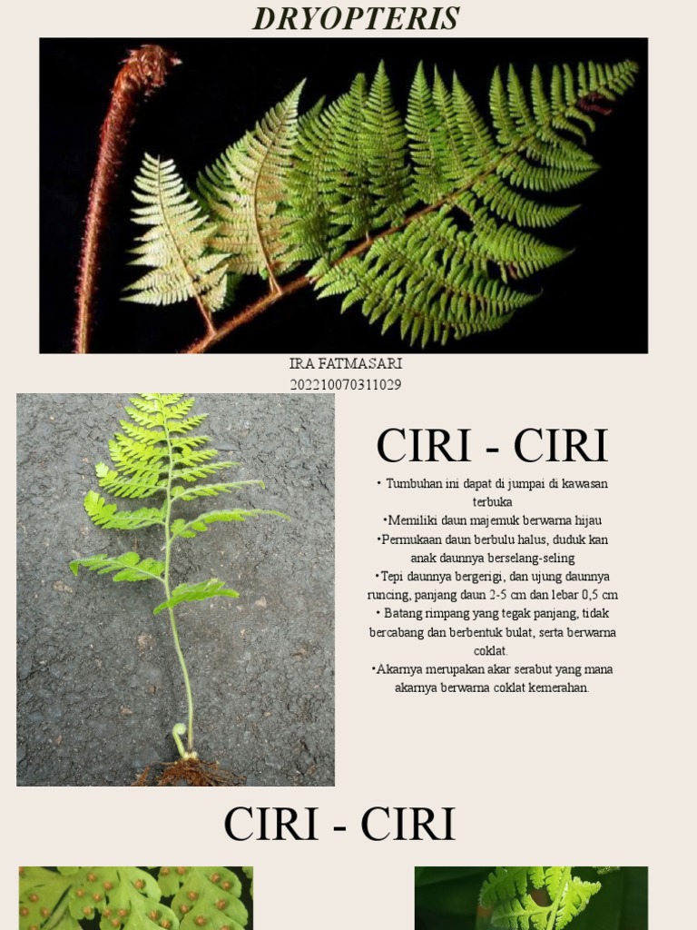 Revisi - 029 - Ira Fatmasari - Genus Dryopteris | PDF | Griya & Taman
