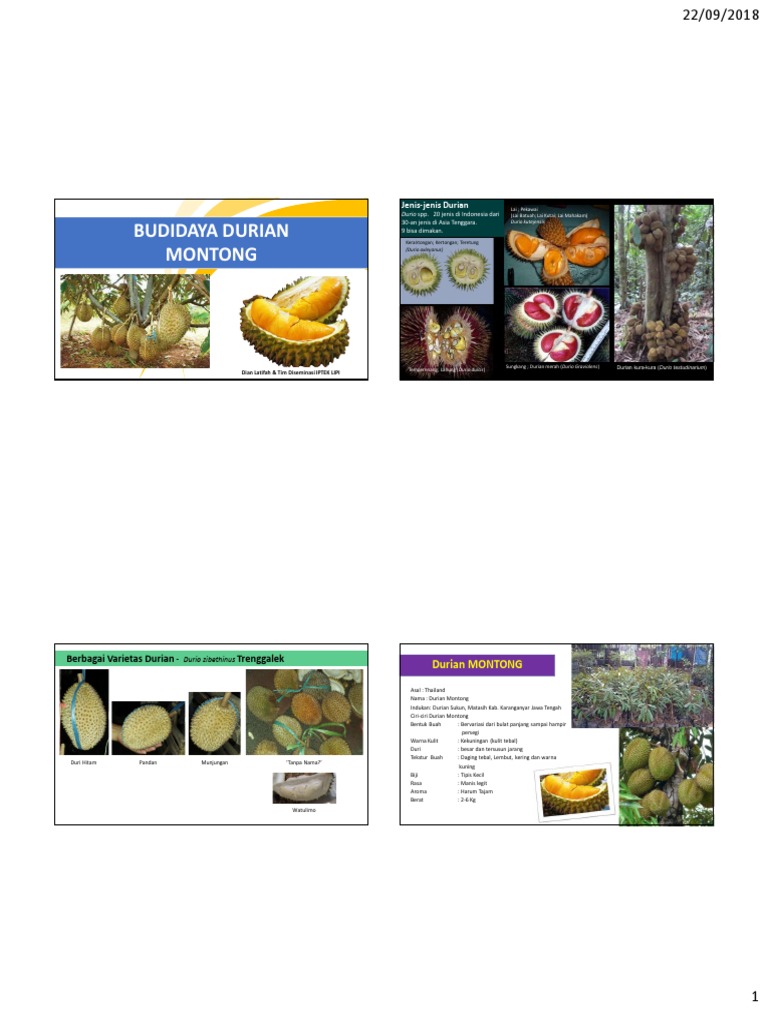 Panduan Budidaya Durian Montong | PDF