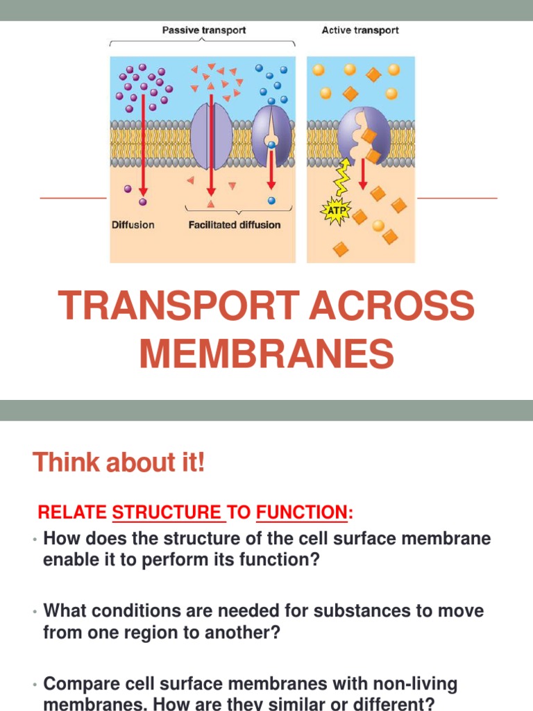 Transport Across Membranes 2018 | PDF | Cell Membrane | Osmosis