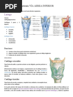 Anatomía de La Laringe - Cartílagos, Ligamentos y Músculos - Kenhub ...
