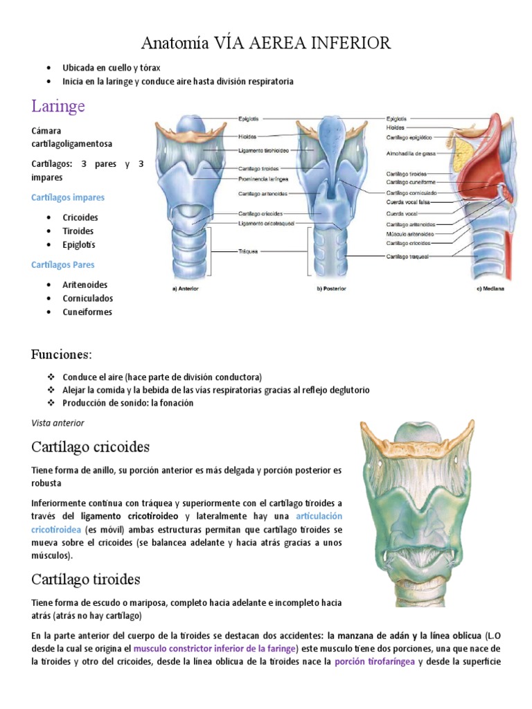 Anatomía VÍA AEREA INFERIOR | PDF | Laringe | Pulmón