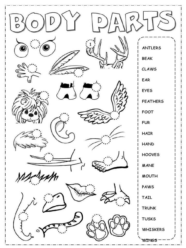 Body Parts | PDF