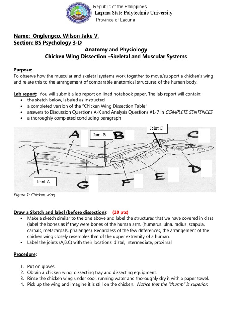 Chicken Wing Lab Procedure For NS ELEC | PDF | Anatomical Terms Of ...