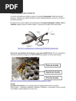 Caja Entomológica | PDF | Insectos | Papel