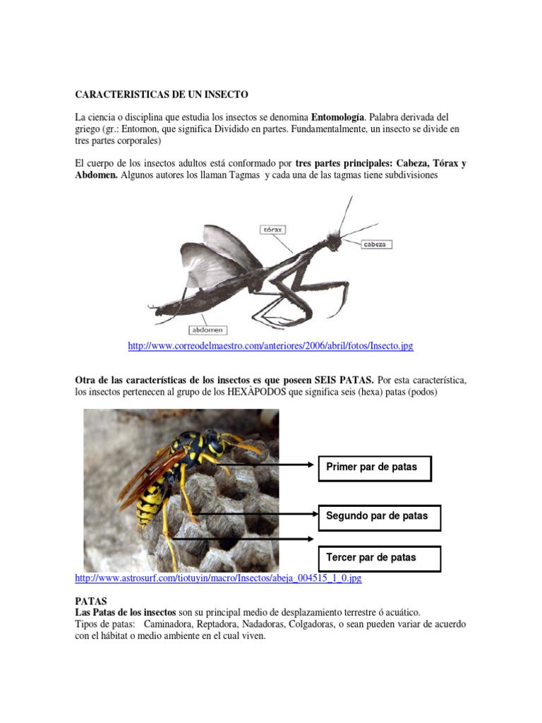 4 Caracteristicas de Un Insecto | PDF | Insectos | Boca