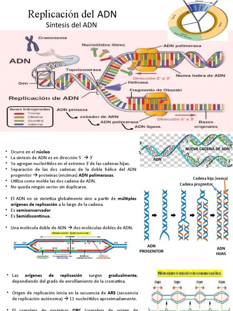 Replicación Del ADN | PDF | Replicación De Adn | Adn