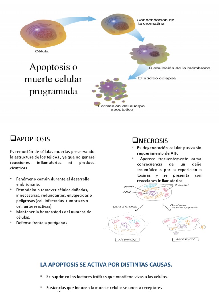 muerte celular | PDF | Apoptosis | Bioquímica