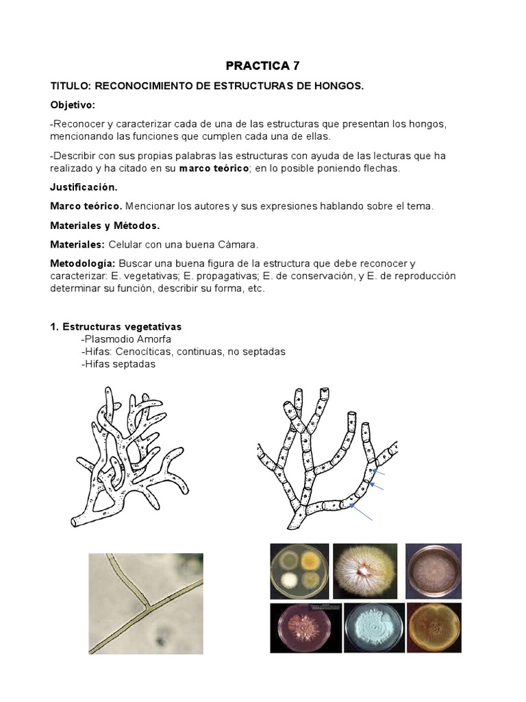 Estructuras y Funciones de los Hongos | PDF