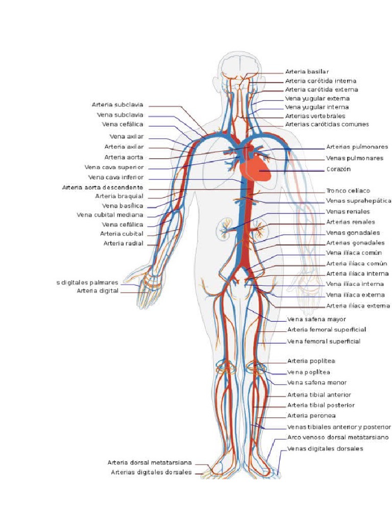 Venas y Arterias | PDF