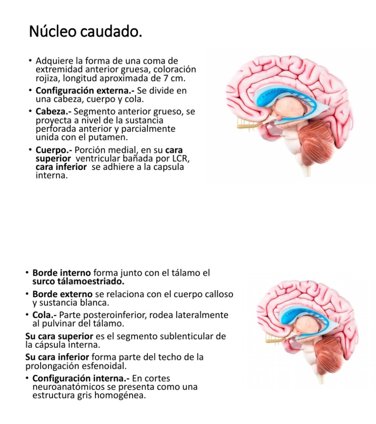 Núcleo Caudado | PDF