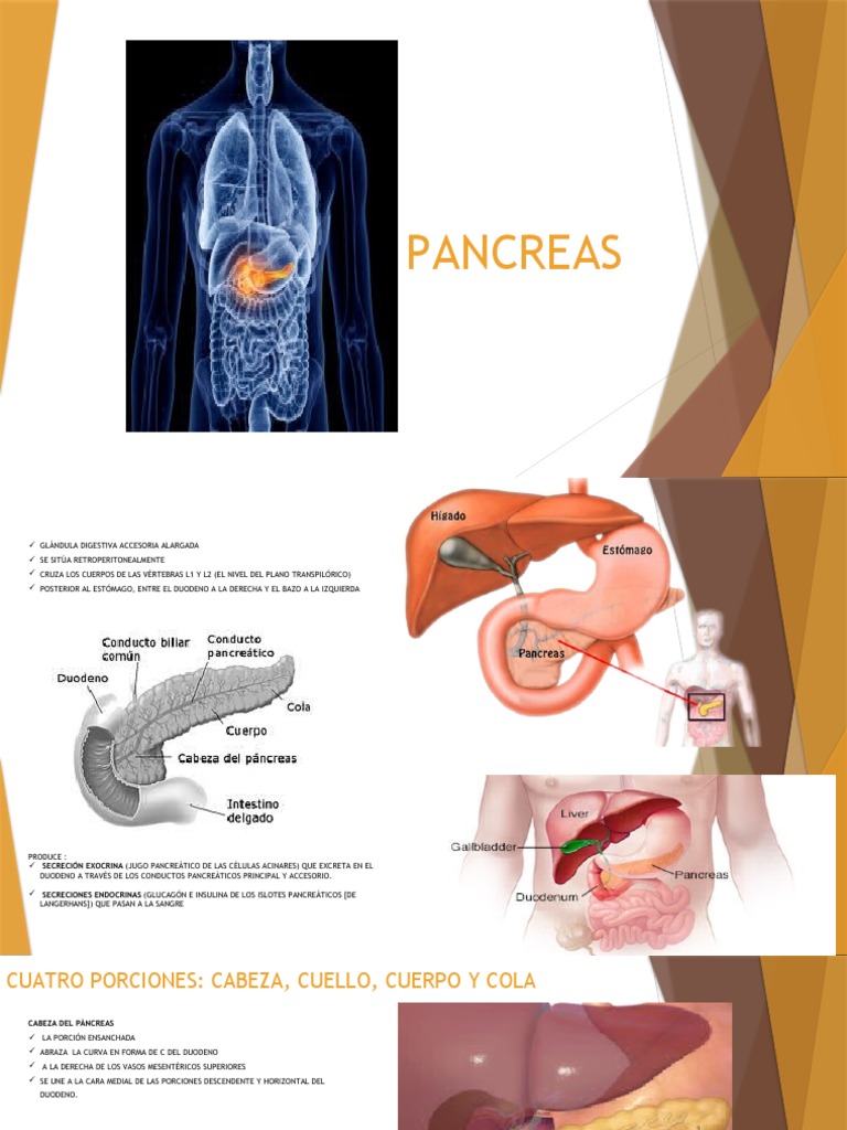 Pancreas | PDF | Páncreas | Abdomen