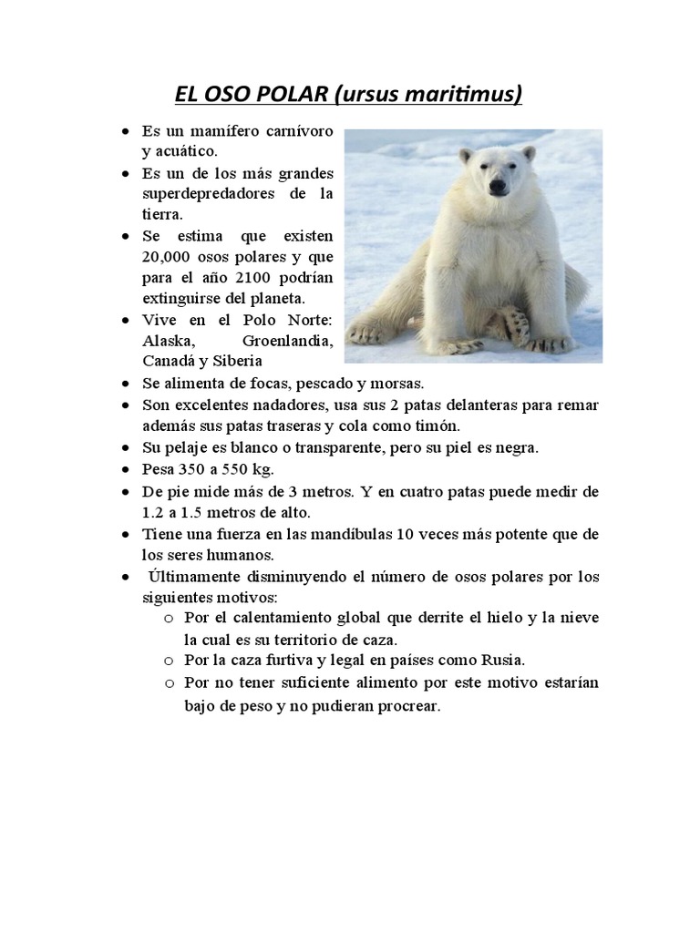 El Oso Polar | PDF