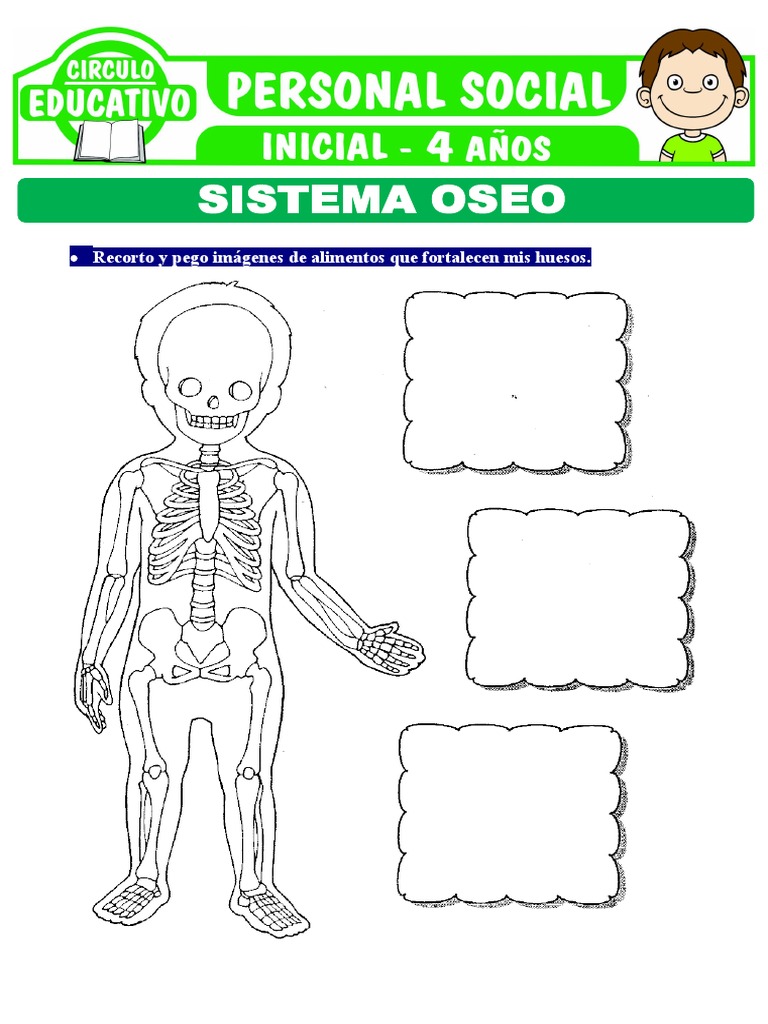Sistema Oseo Para Ninos De Cuatro Anos Pdf