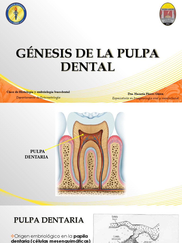 Génesis de La Pulpa Dental | PDF | Morfología (biología) | Medicina CLINICA