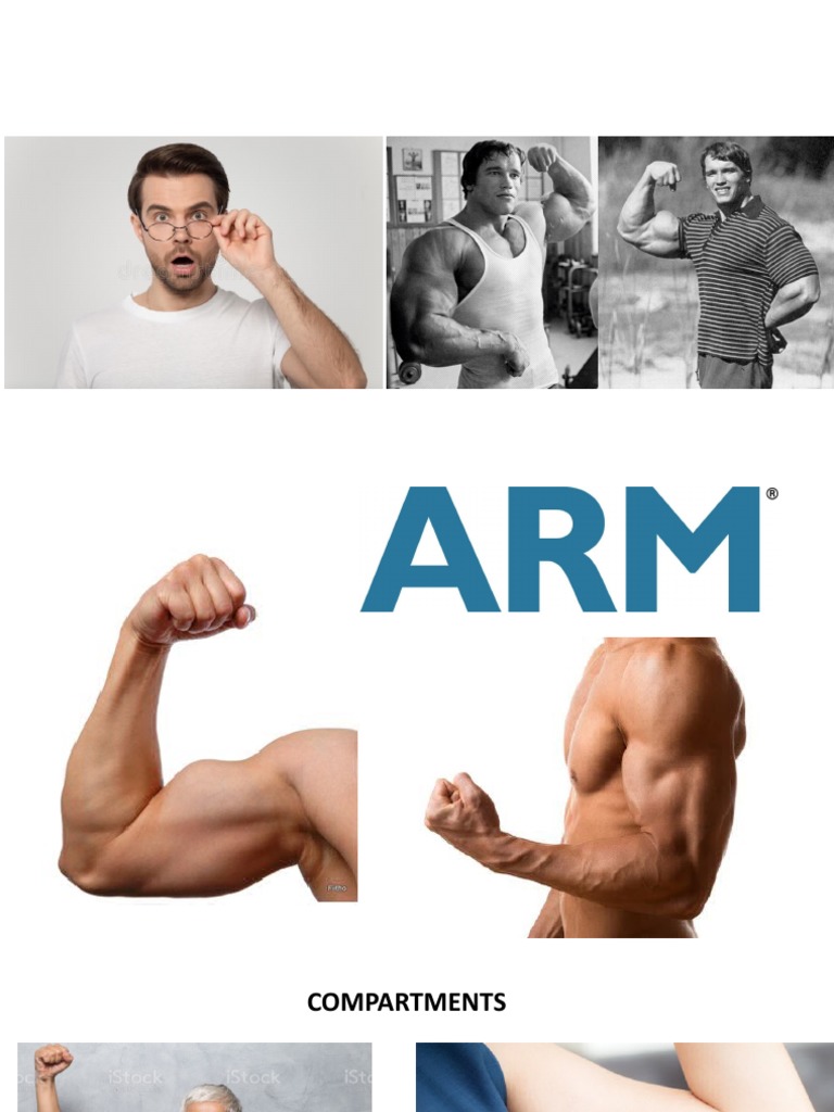 Anterior Compartment of Arm | PDF